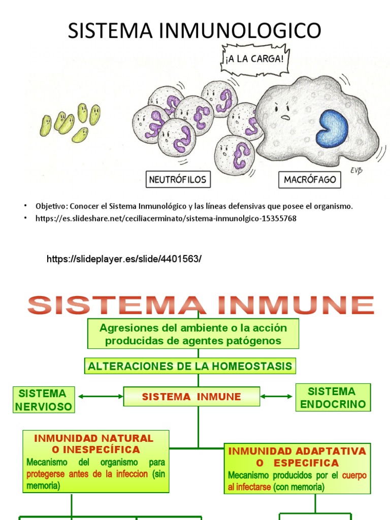 Inmunidad Nivel 7 | PDF | Sistema inmune | Linfocitos