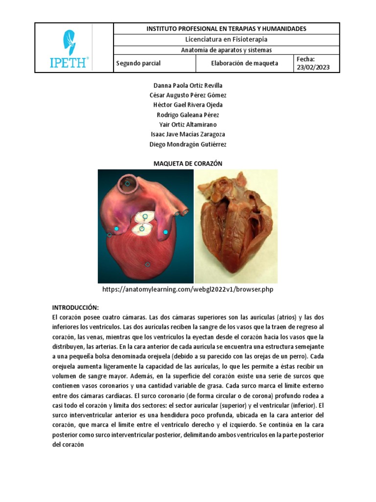Maqueta 3D del Corazón Funcional | PDF | Ventrículo (corazón) | Corazón
