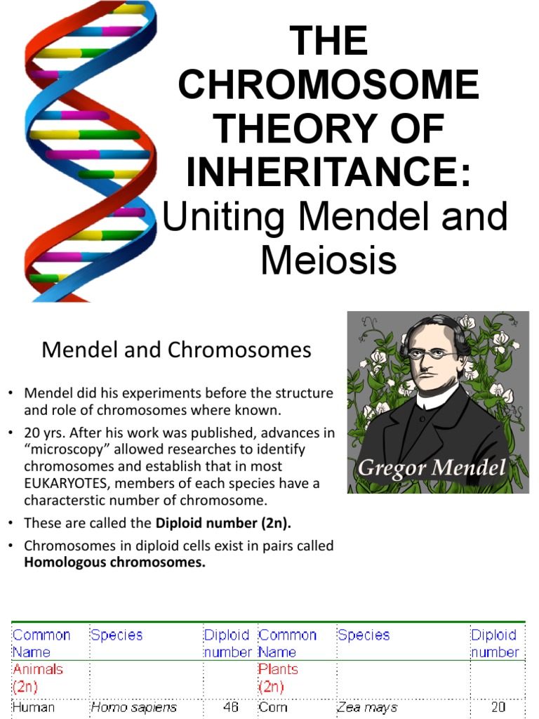 Lesson 3 - The Chromosome Theory of Inheritance - KAIEL | PDF | Meiosis ...