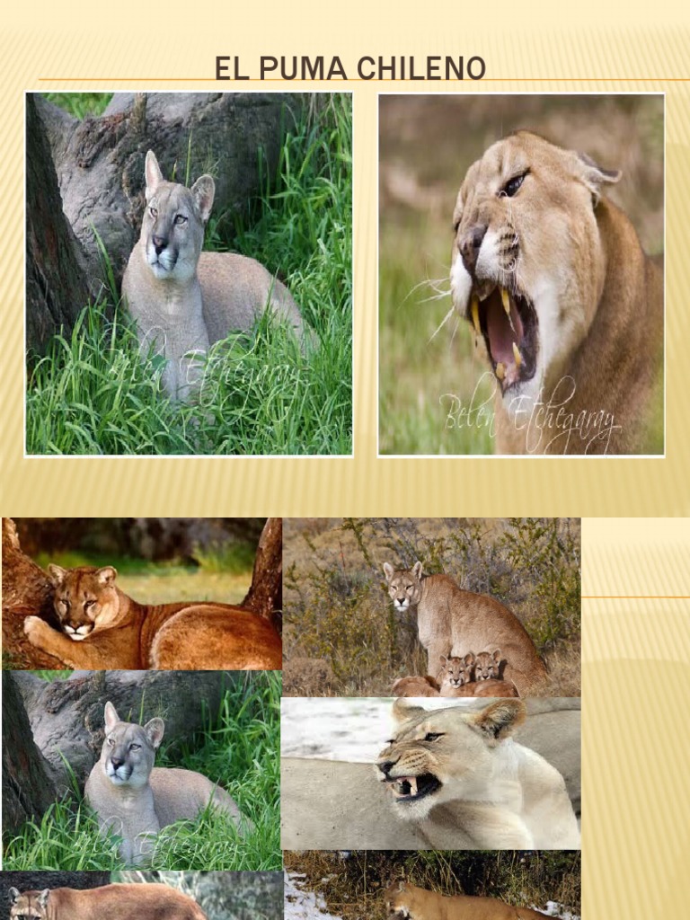 El Puma Chileno | PDF