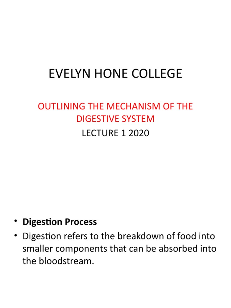 Digestive System Mechanism Overview | PDF | Digestion | Stomach