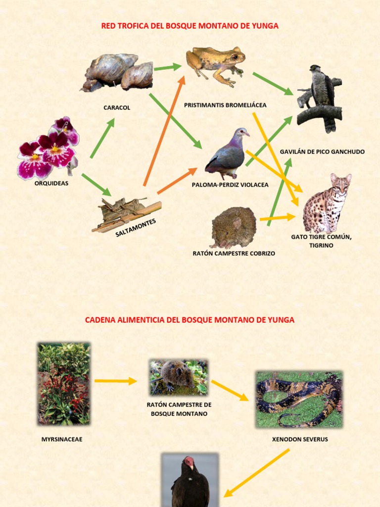 Cadena Trofica Del Bosque Montano de Yunga | PDF
