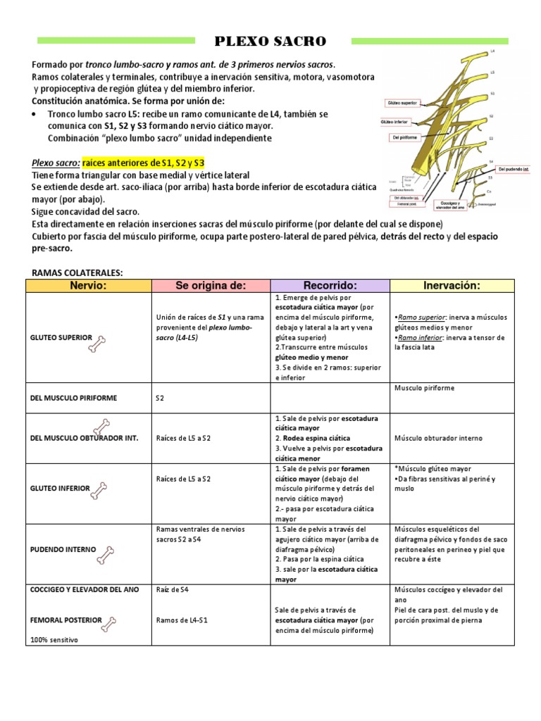 Anatomía y Función del Plexo Sacro | PDF | Neuroanatomía | Sistema nervioso