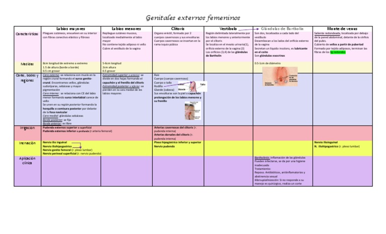 Genitales Externos | PDF | Labios | Clítoris