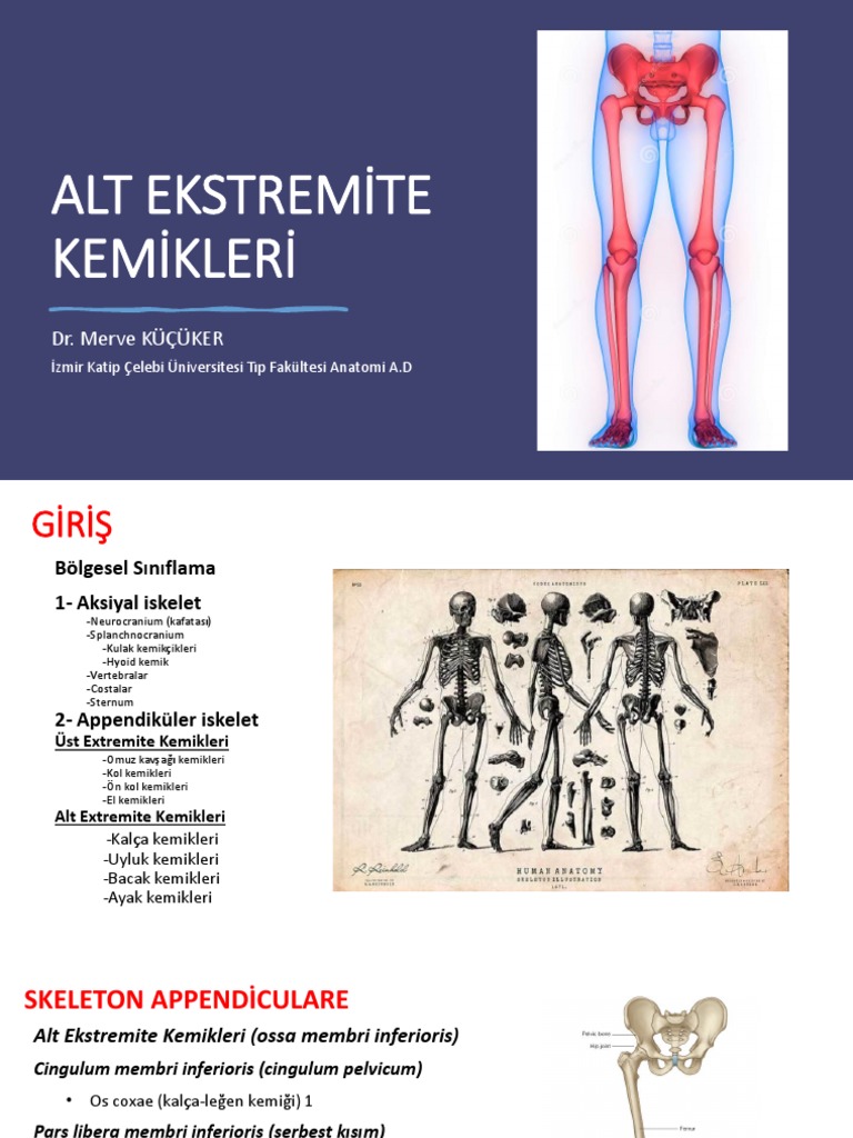 2022 2023 Tip D1 Alt Ekstremite Kemikleri Pdf