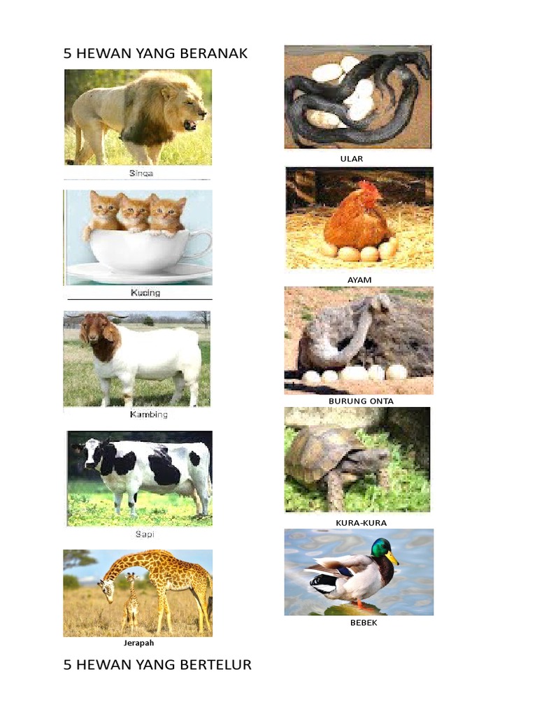 5 Hewan Yang Beranak Dan Bertelur | PDF