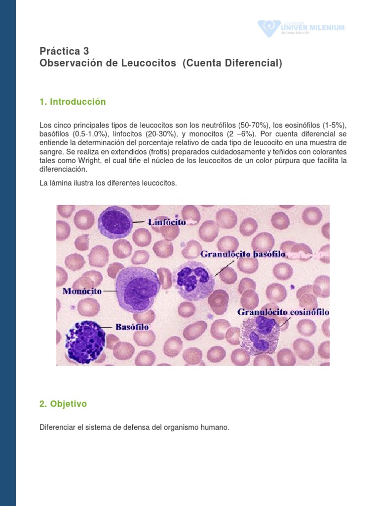 Práctica 3 Inmuno | PDF | Leucocito | Biología