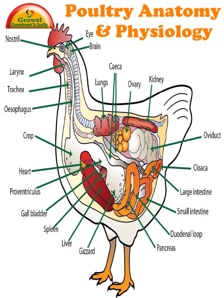 Chicken Anatomy Physiology Pdf Heart Respiratory Tract