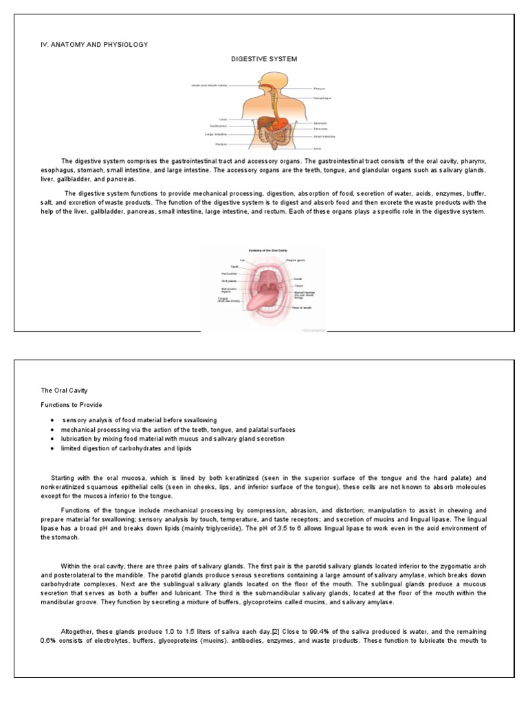 Anatomy and Physiology Digestive | PDF | Human Digestive System | Small ...