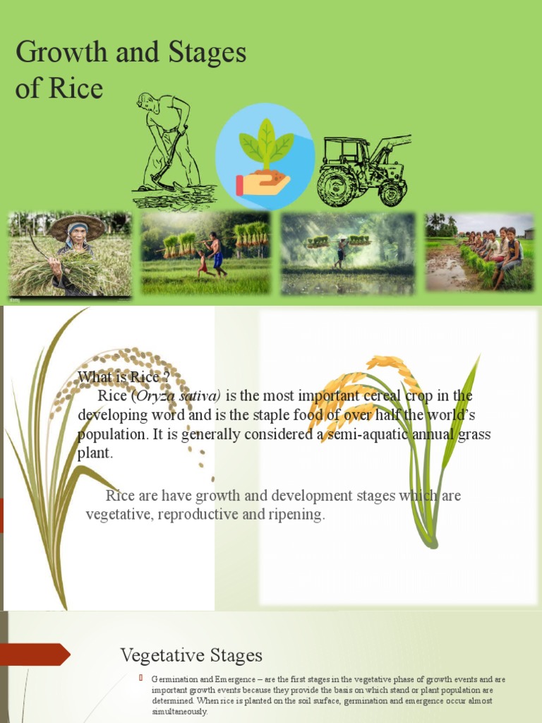 Growth and Stagies of Rice | PDF | Leaf | Plants