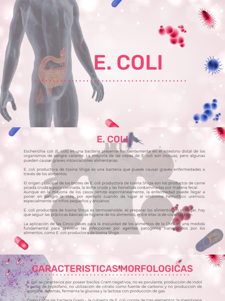 E Coli | PDF | Escherichia coli | Alimentos