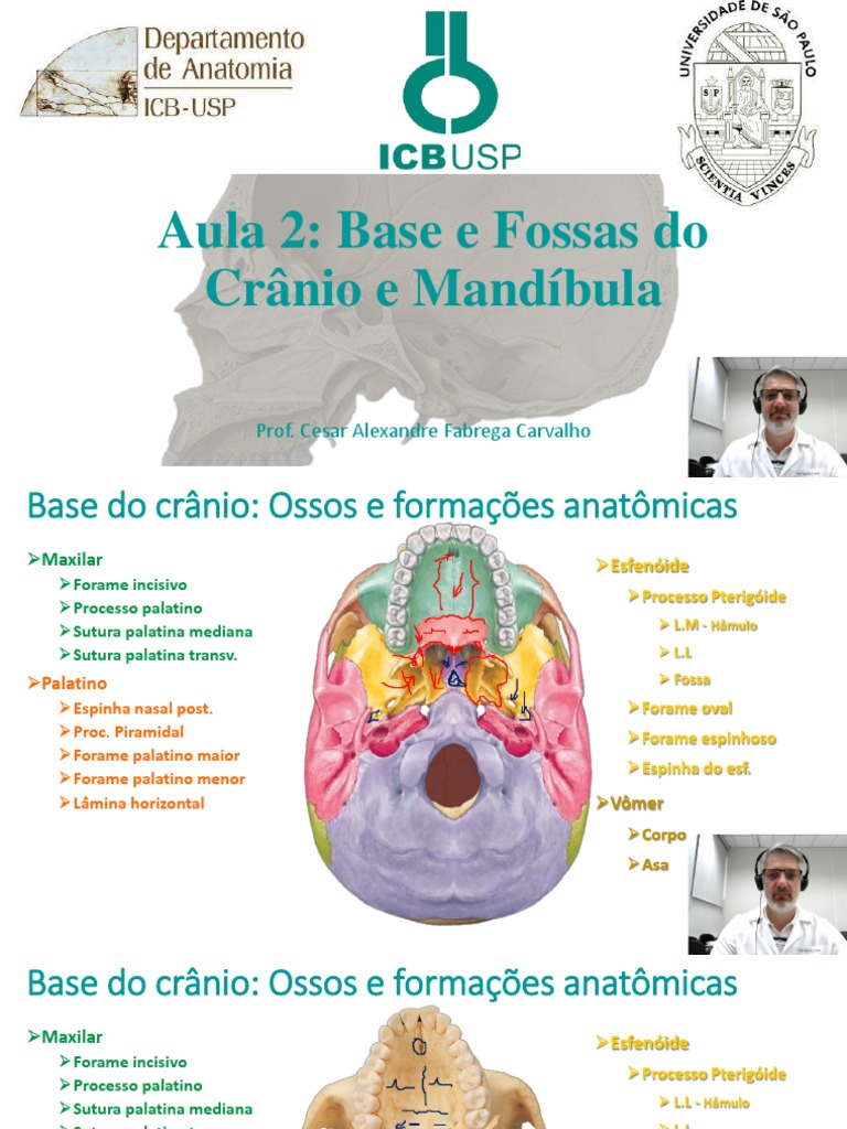 Anatomia da Base e Fossas do Crânio | PDF | Anatomia | Cabeça e pescoço ...