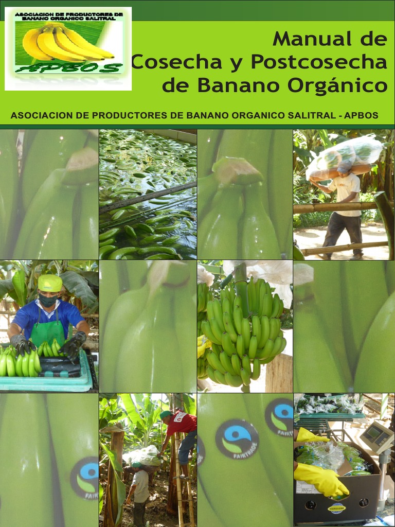Manual de Cosecha de Banano Orgánico | PDF | Cosecha