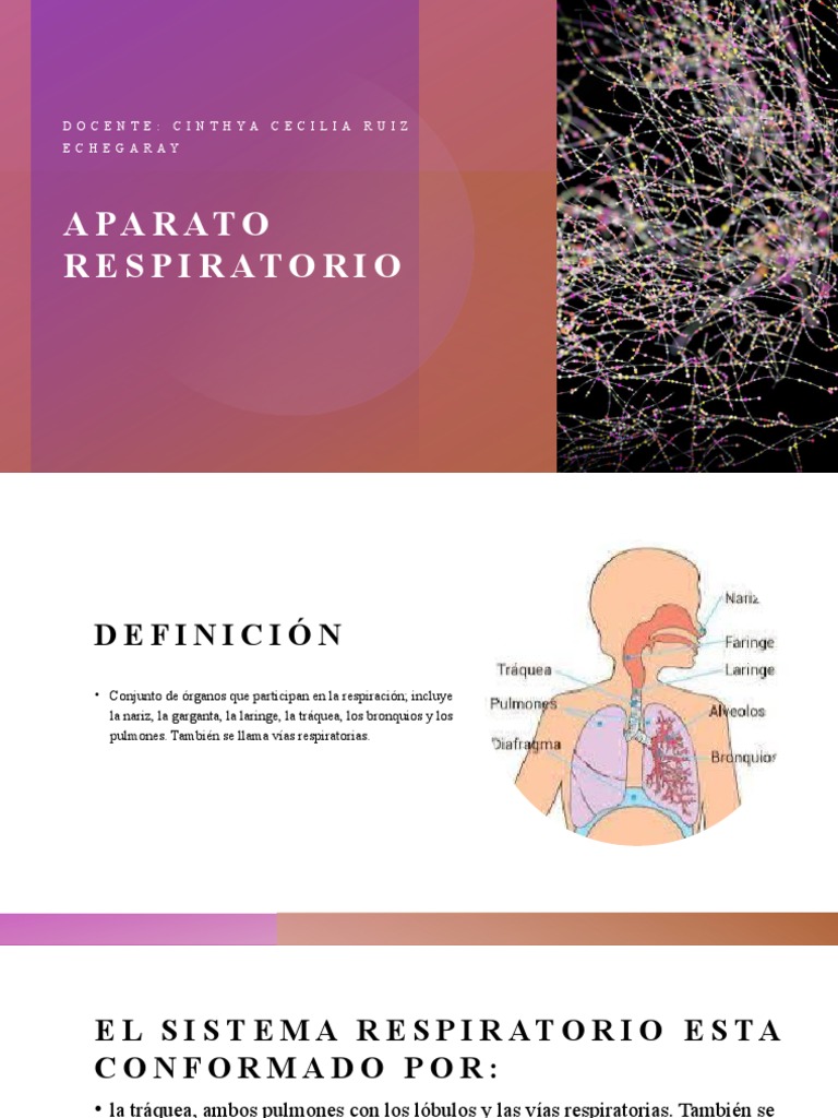 Aparato Respiratorio | PDF | Respiración | Pulmón