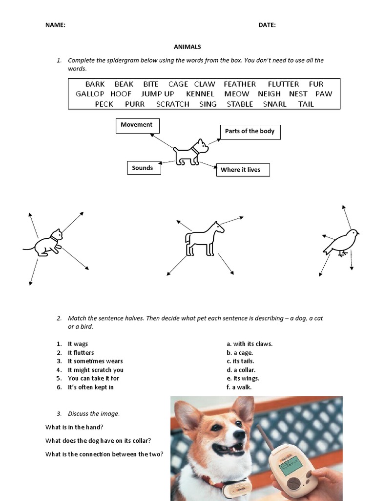 Lesson Plan Part 3 - Animals Worksheet | PDF | Dogs