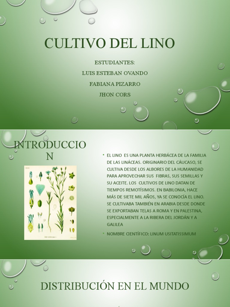 Cultivo Del Lino | PDF | Linaza | Siembra