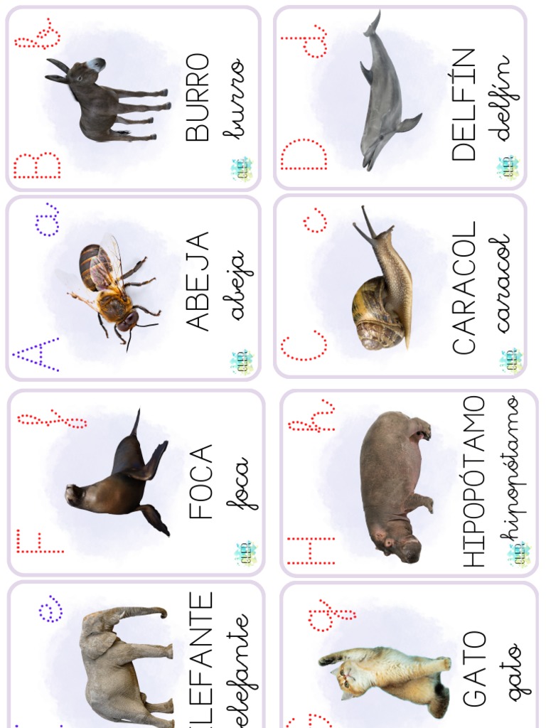 Flash Cards Animales Frutas y Verduras | PDF