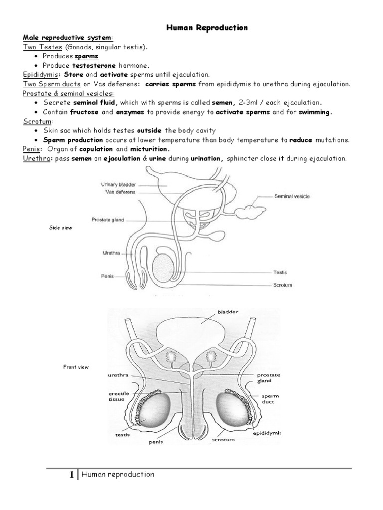 Human Reproduction Guide | PDF | Menstrual Cycle | Luteinizing Hormone