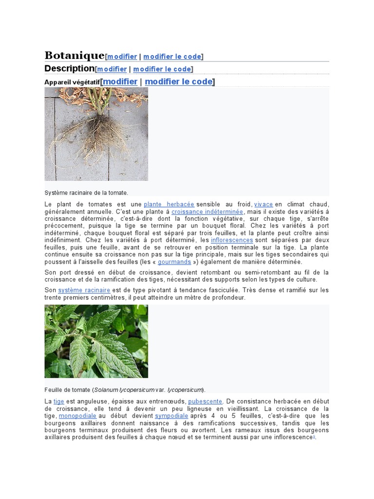 Tomate 2 | PDF | Tomate | Tige (Plante)