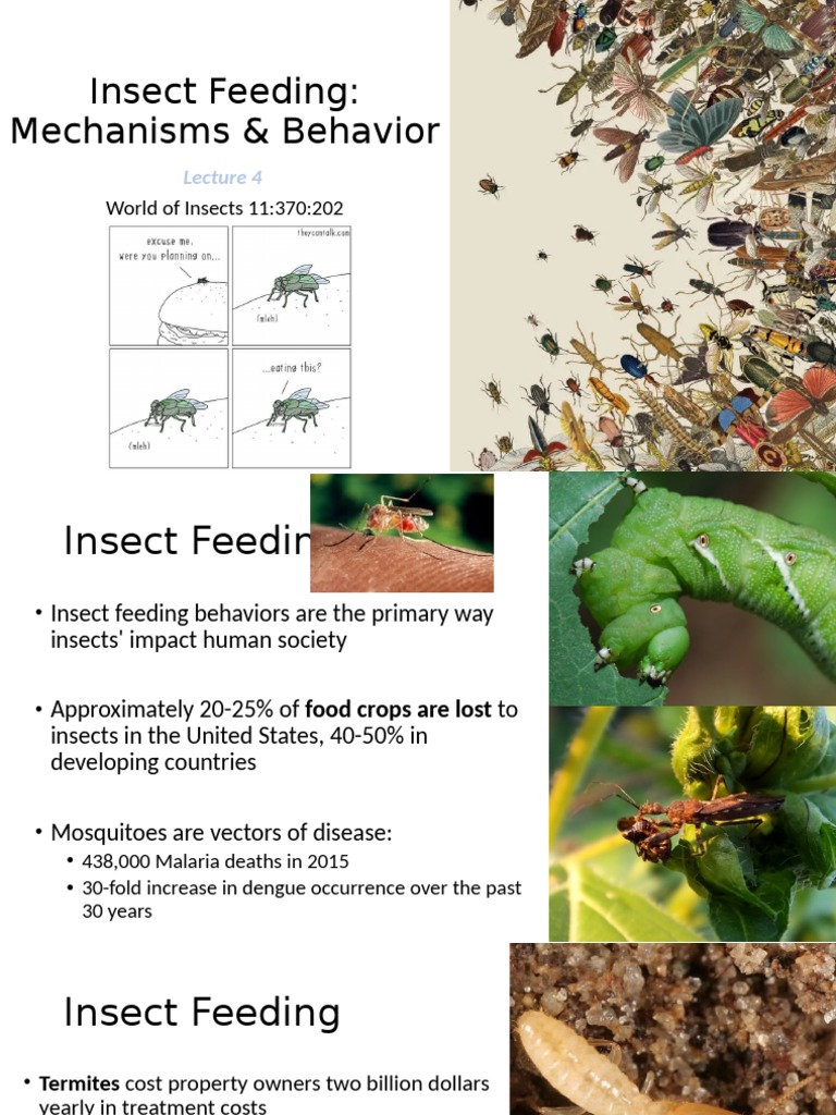 Insect Feeding Mechanisms | PDF | Insects And Humans | Arthropods