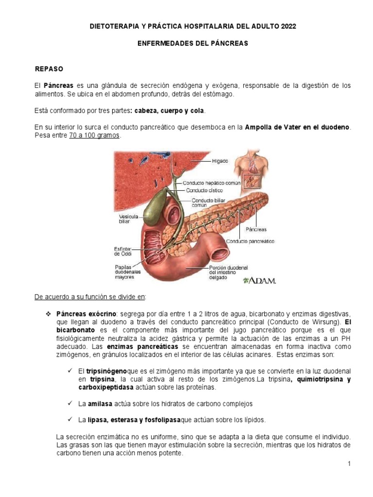 Enfermedades del páncreas: Repaso de la anatomía, fisiología y diagnóstico de la pancreatitis ...