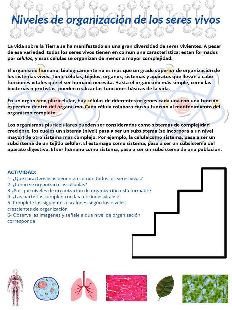 Niveles de Organización de Los Seres Vivos | PDF | Organismos ...
