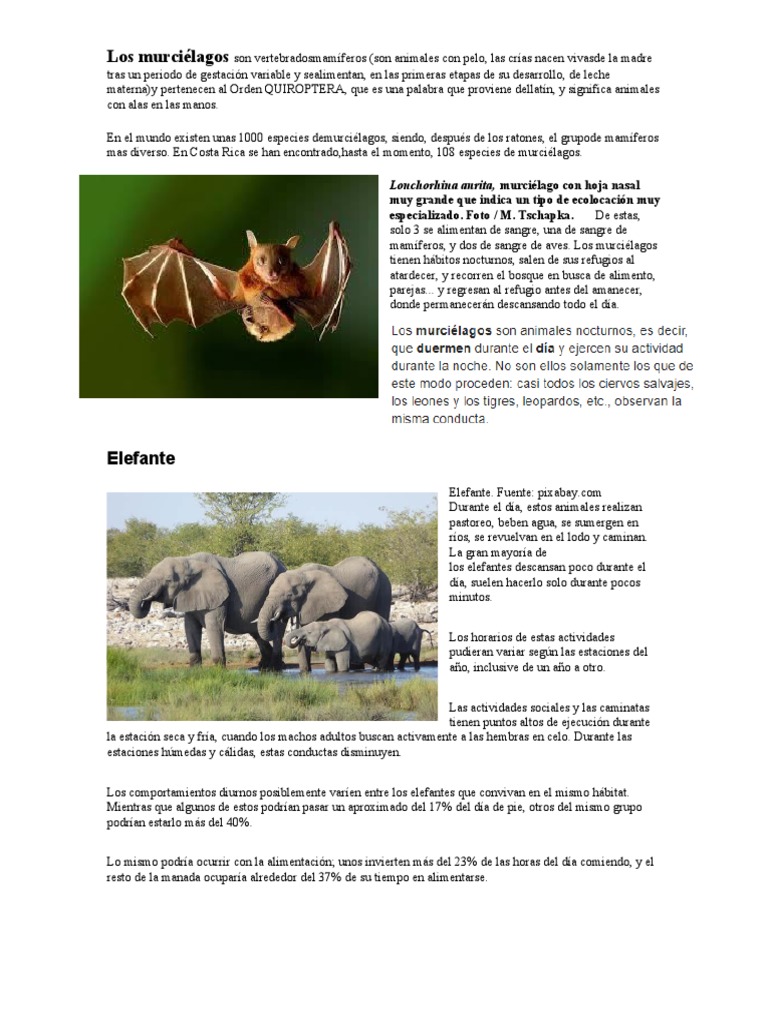 Animales Diurnos y Nocturnos | PDF | Murciélago | Mamíferos