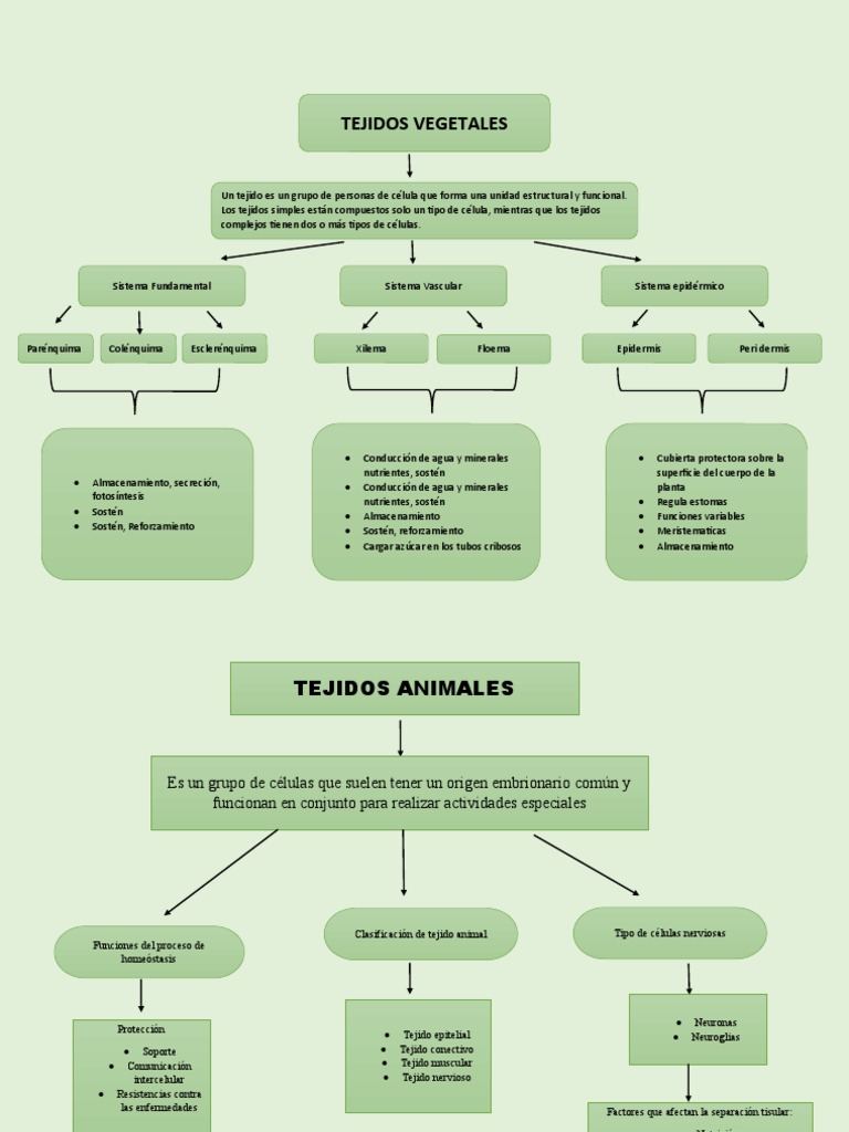 Mapa Conceptual Tejidos Vegetales 2 | PDF | Tejido (biología) | Morfología (biología)