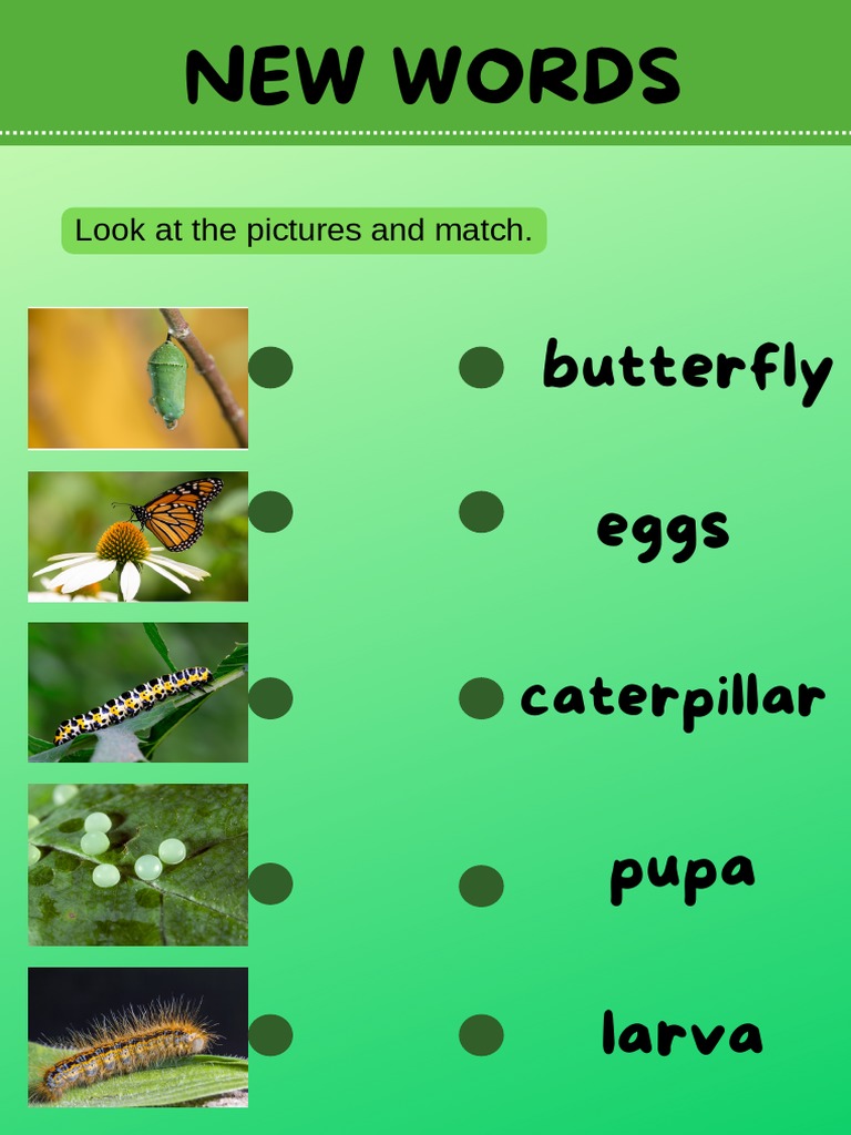 Grade 1 Picture Vocabulary Worksheet | PDF