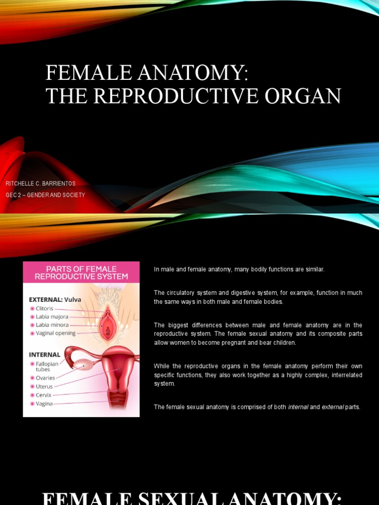 Female Anatomy | Download Free PDF | Vagina | Labia