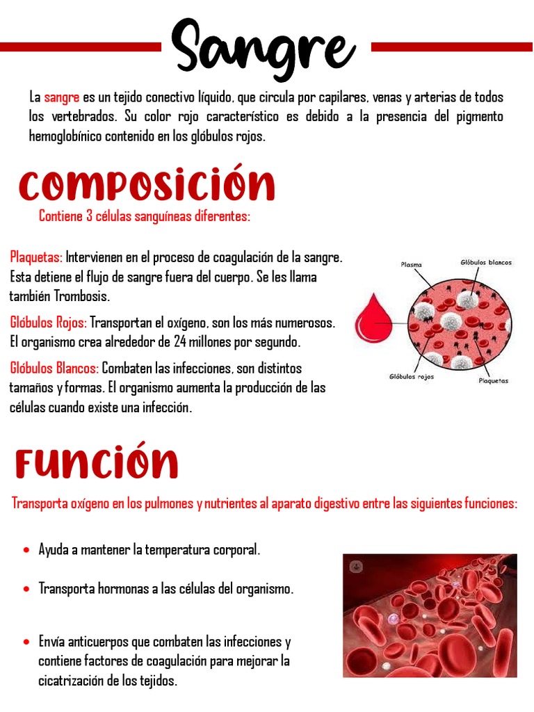Composición y Función de la Sangre | PDF