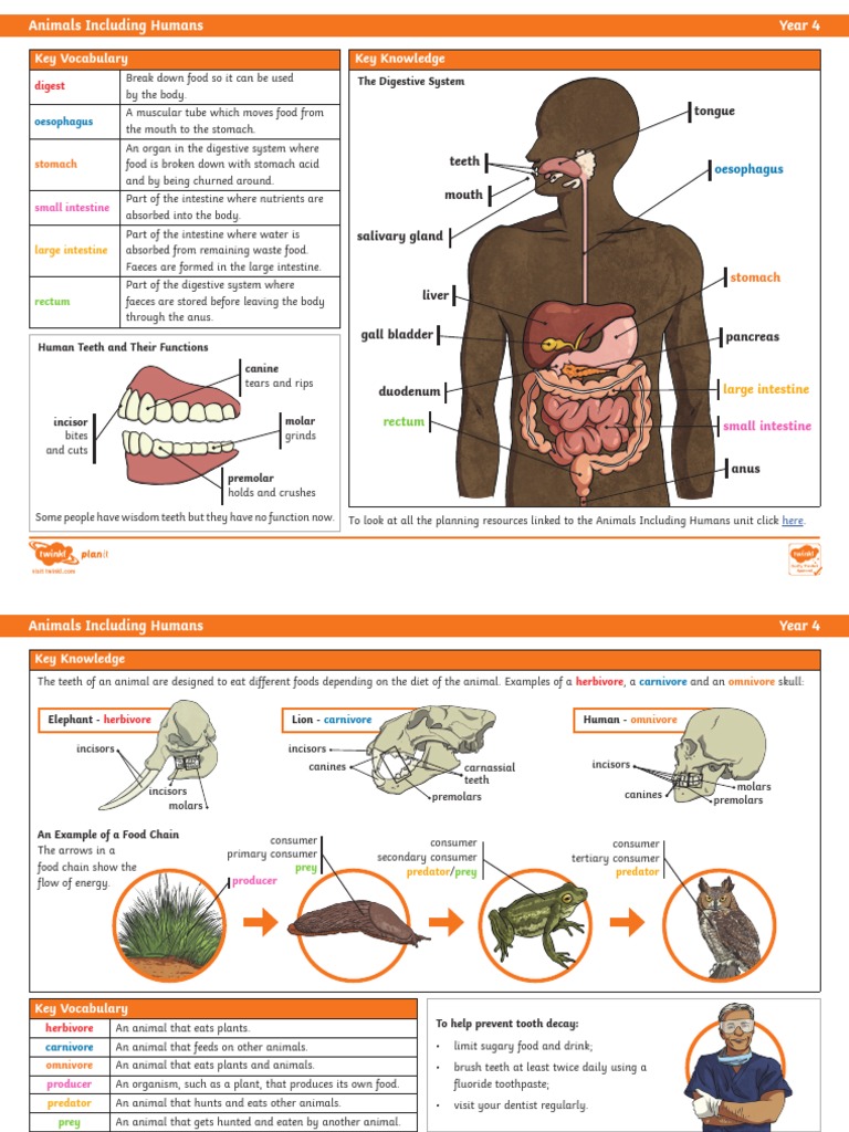 T SC 2549622 Science Knowledge Organiser Animals Including Humans Year ...