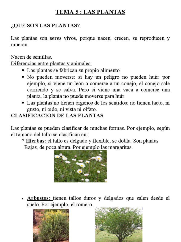 Introducción a las Plantas para Tercer Grado | PDF | Tallo de la planta ...