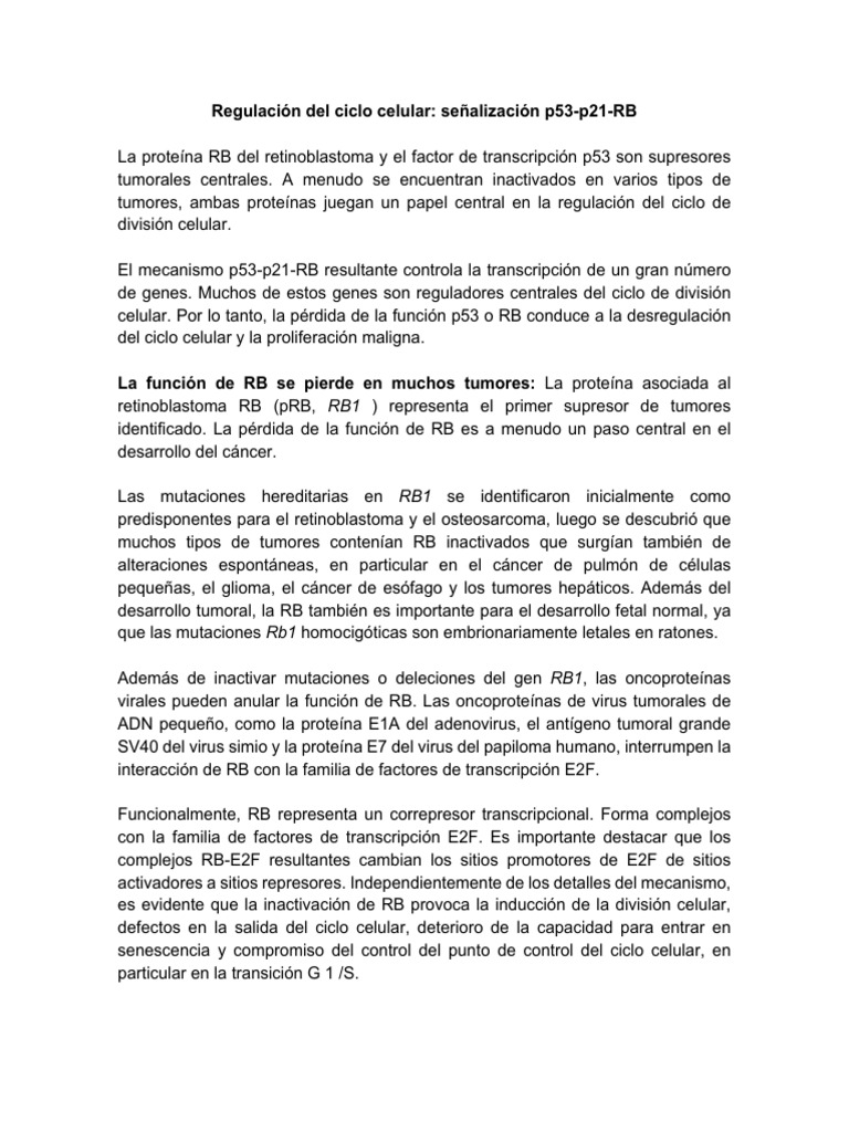 Regulación Del Ciclo Celular Pdf P53 Gen Supresor De Tumores 5214