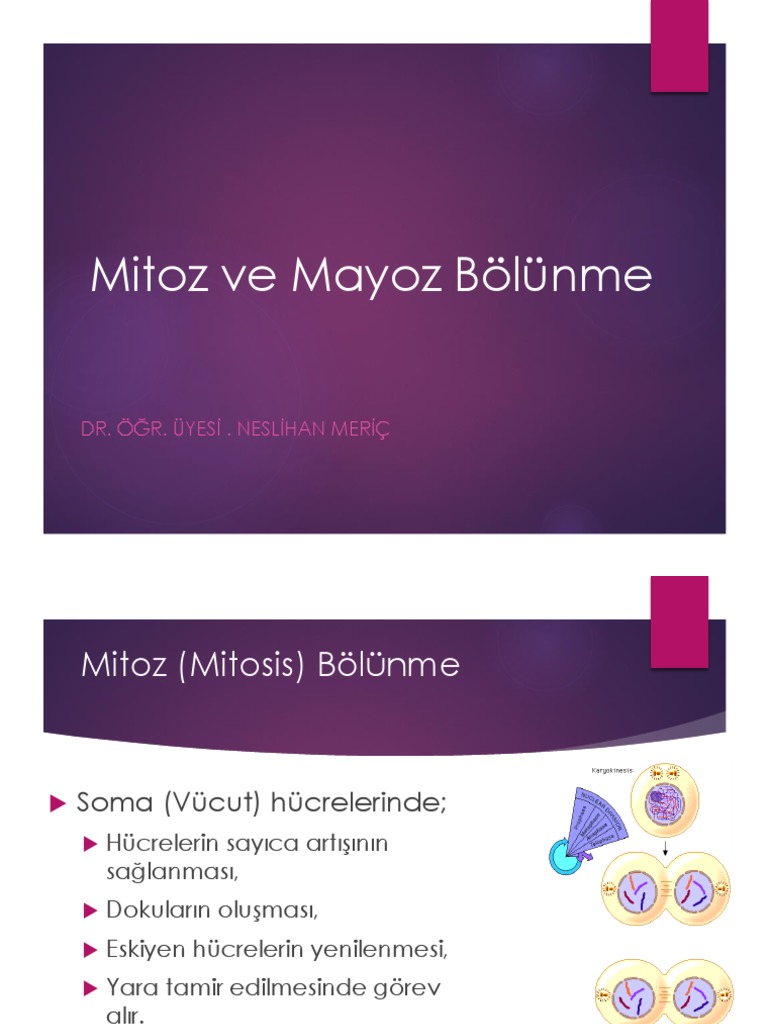 2 Mitoz Ve Mayoz Bölünme - 3 Konu PDF | PDF