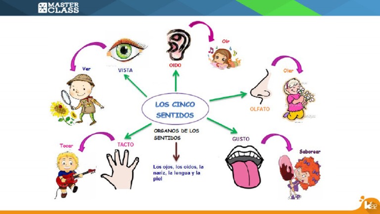1493996100DUA Mapa Los Sentidos | PDF