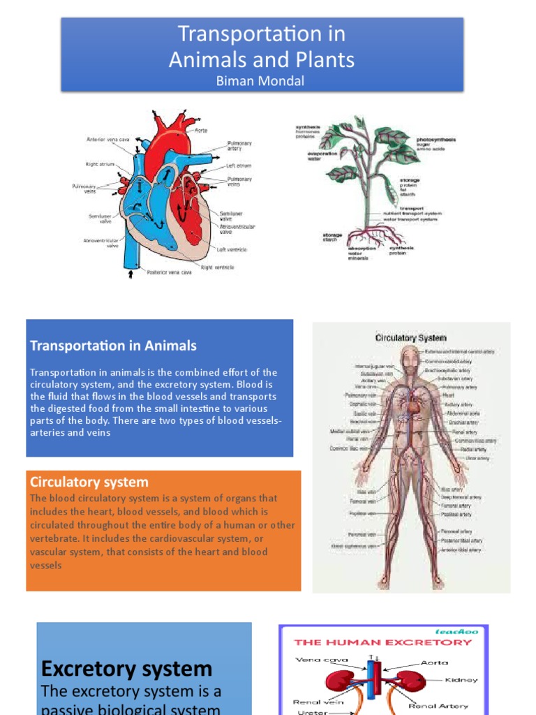 Transportation in Animals and Plants | PDF
