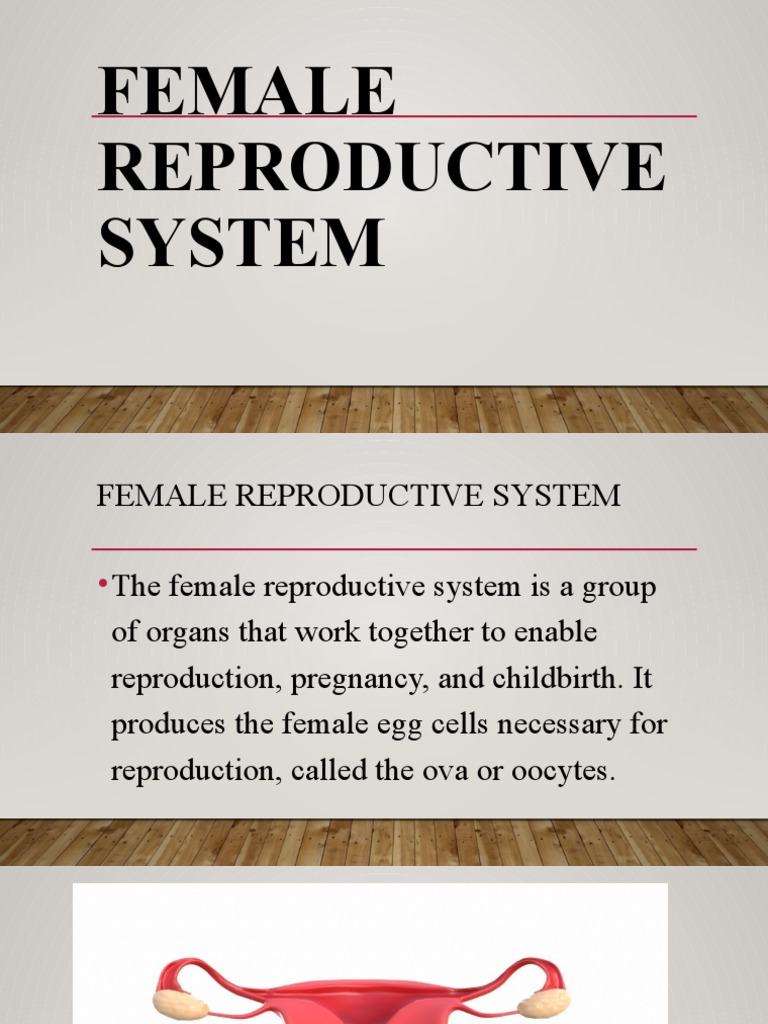 Female Reproductive System | PDF | Reproductive System | Ovary