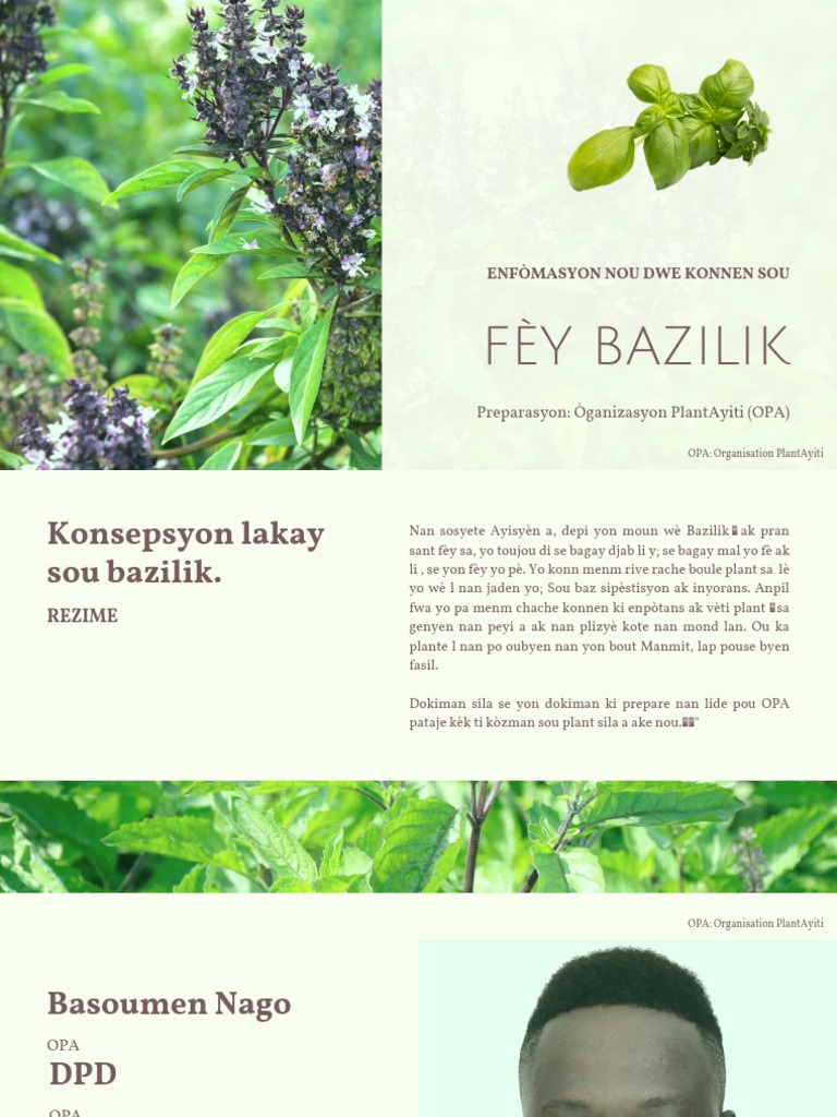 Fèy Bazilik: Enfòmasyon Nou Dwe Konnen Sou | PDF