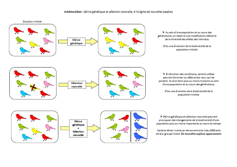 Schema-Bilan Derive Genetique Et Selection Naturelle | PDF | Sélection ...