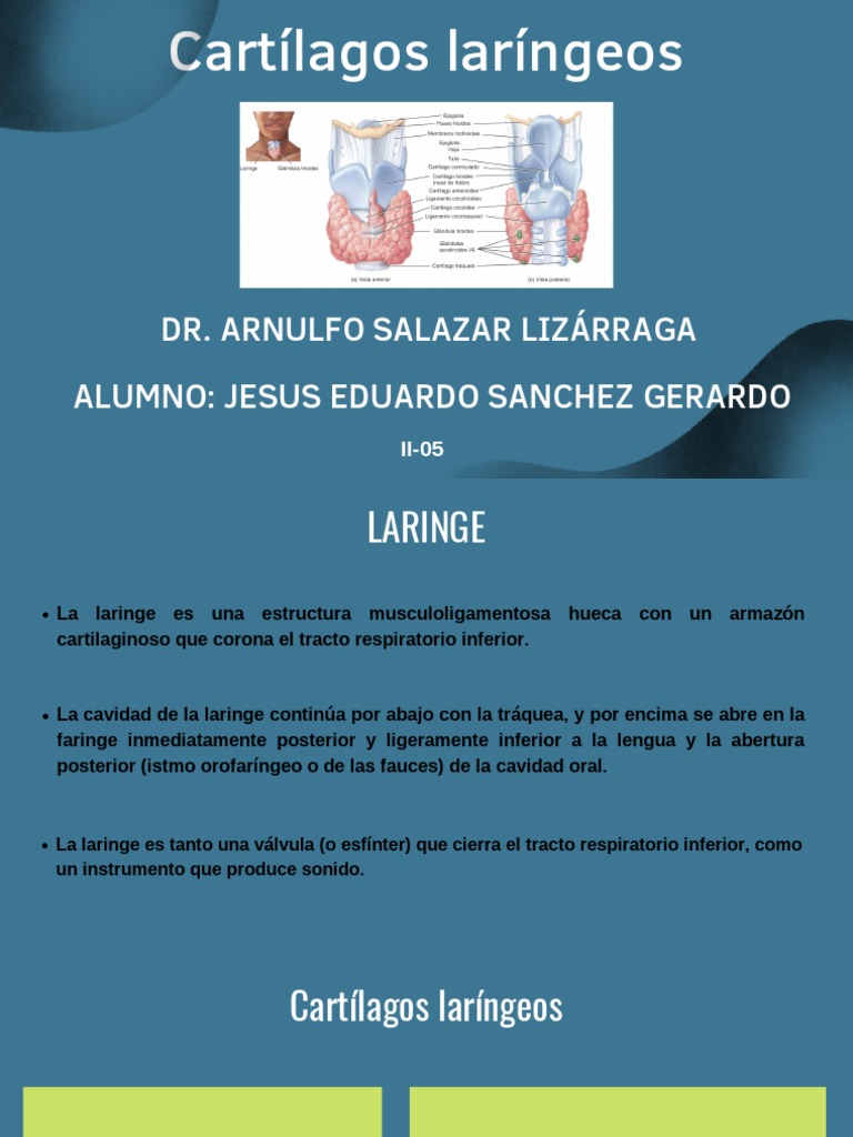 Cartílagos de la Laringe: Estructura y Función | PDF | Laringe ...