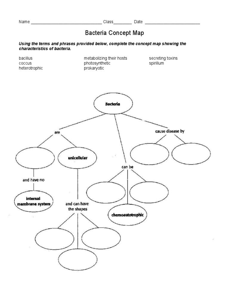 Bacteria Concept Map Worksheet | PDF