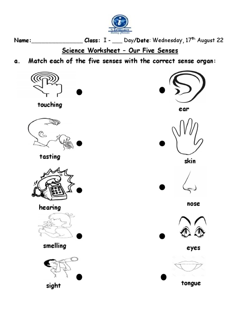 Kids' Learning Worksheet | PDF | Senses | Neuroscience