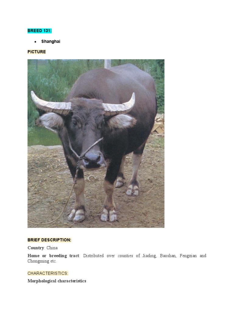 Buffalo Breeds | PDF