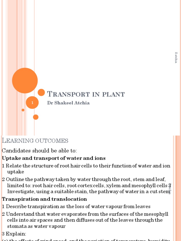 Transport in Plant o Level Notes | PDF | Stoma | Leaf