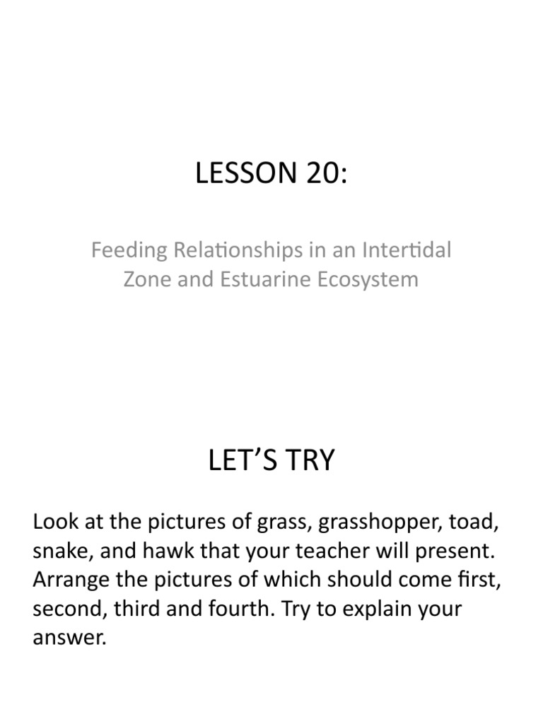 Lesson 20 | PDF | Food Web | Herbivore