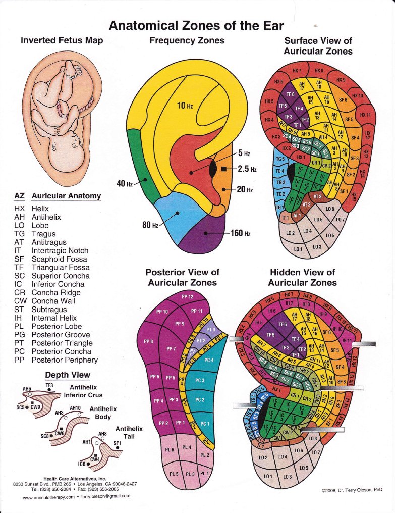 Anatomical Overview of Ear Zones | PDF | Audiology | Otology