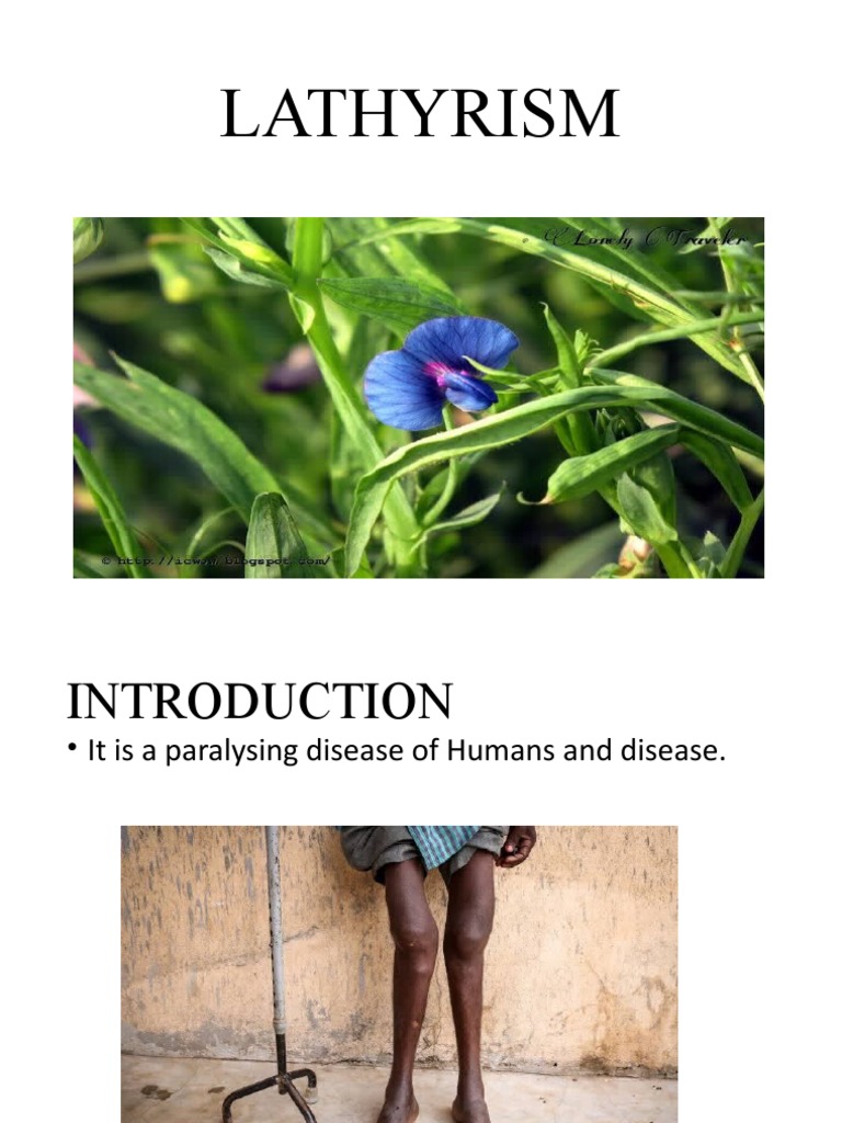 Lathyrism Wps Office | PDF | Medical Specialties | Diseases And Disorders
