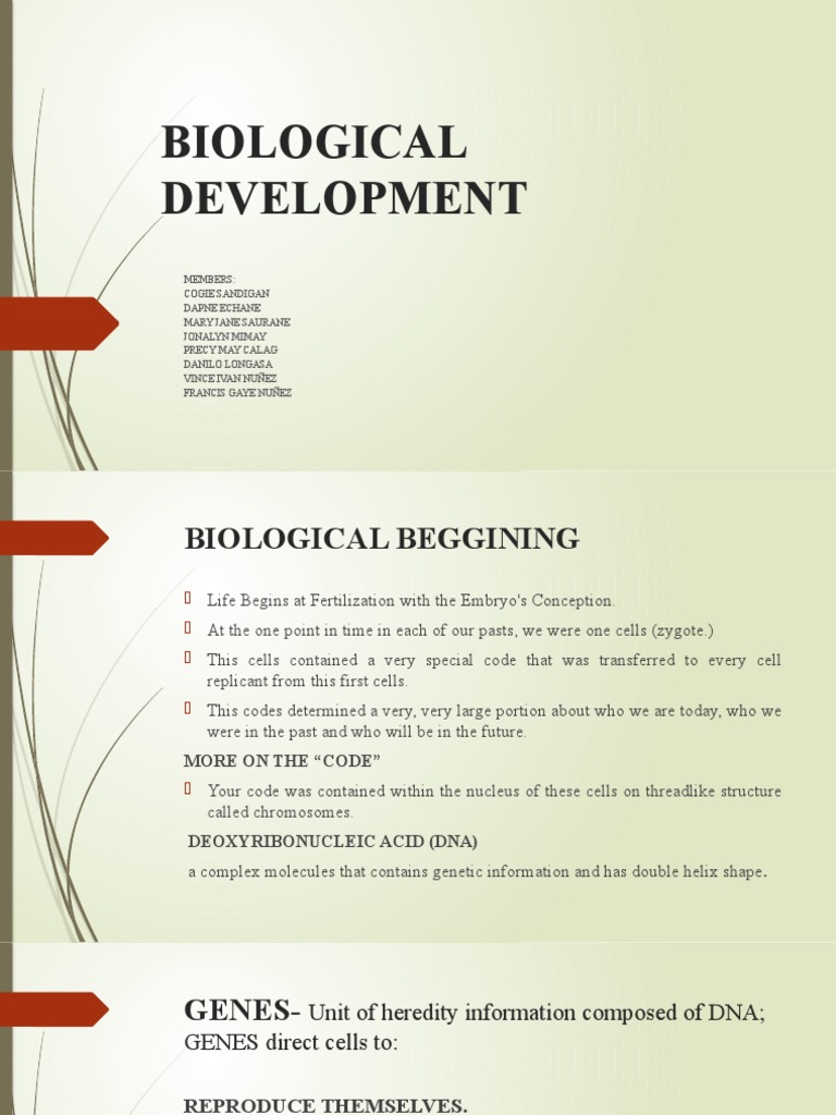 Biological Development | PDF | Neuroscience | Brain
