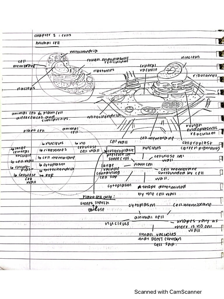 IGCSE Biology Notes Chapter 2 | PDF